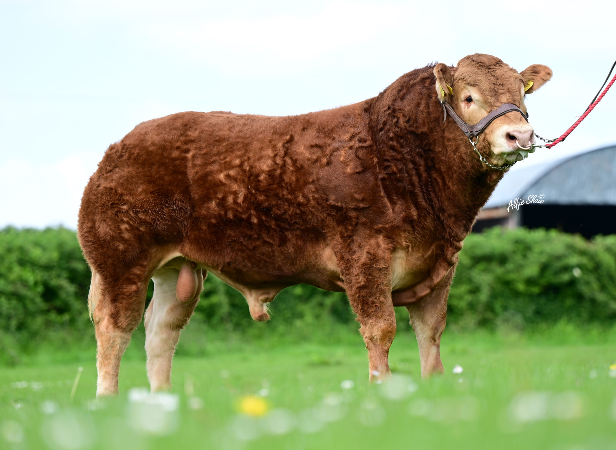 Lisna Some Bull - Progressive Genetics