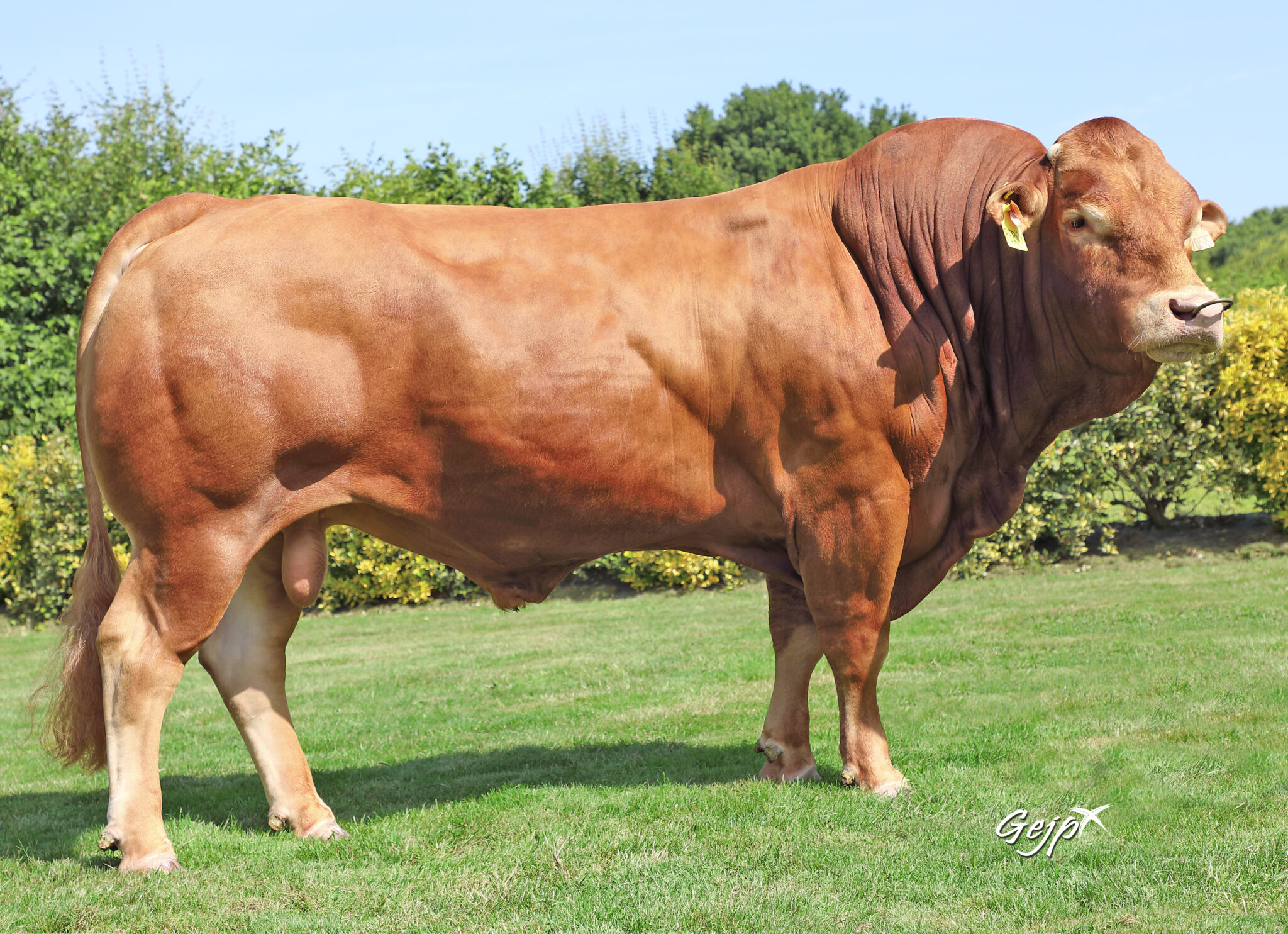 Percy - Progressive Genetics