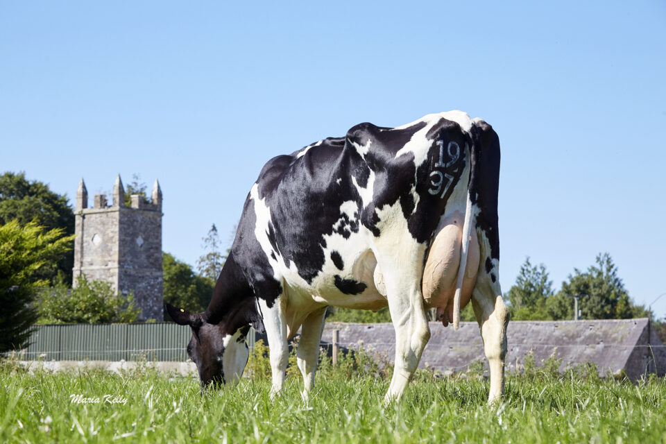 (IG)BELLVIEW PATCHWORK - Progressive Genetics