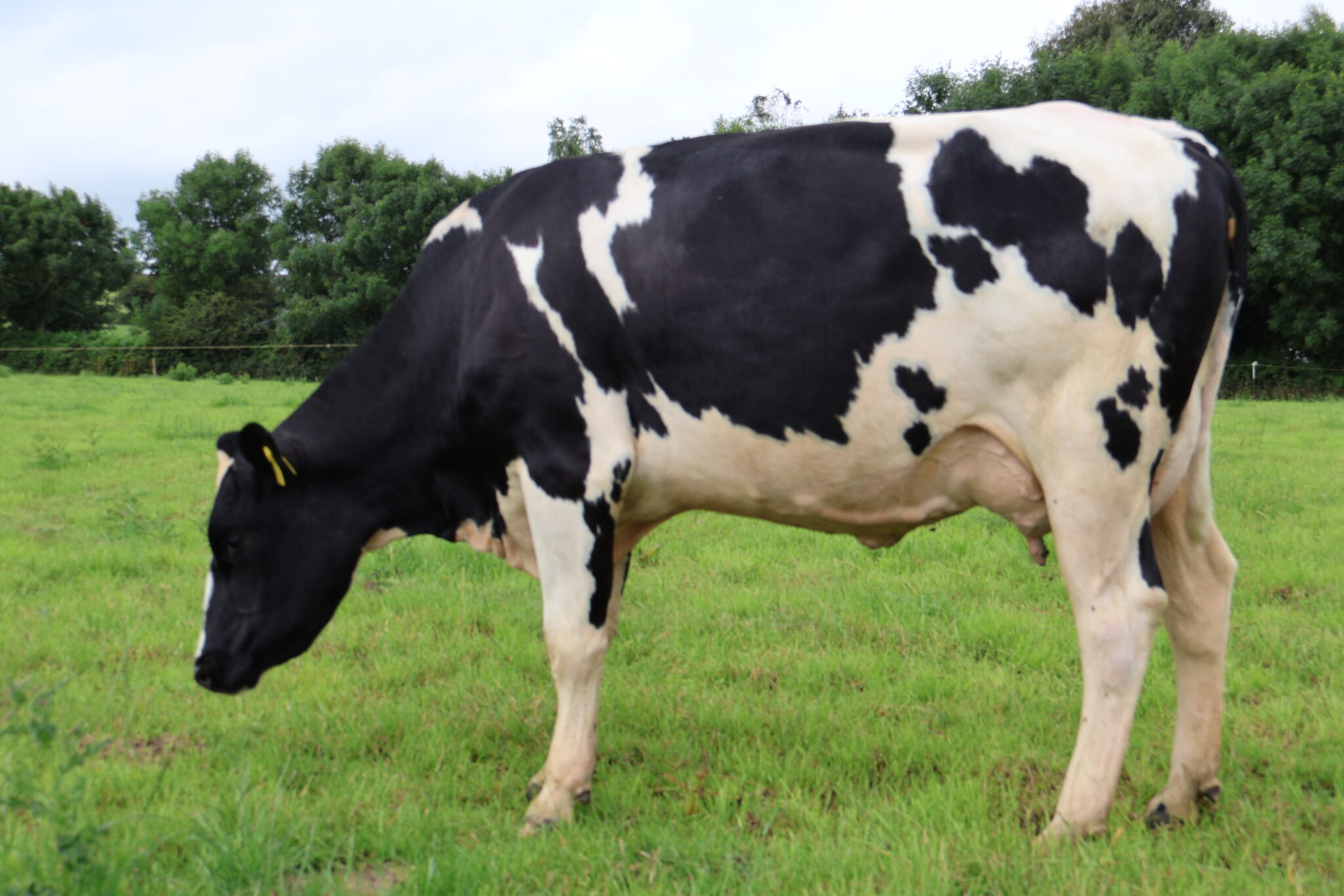 (IG)KILLALOUGH KAOLIN SRM - Progressive Genetics