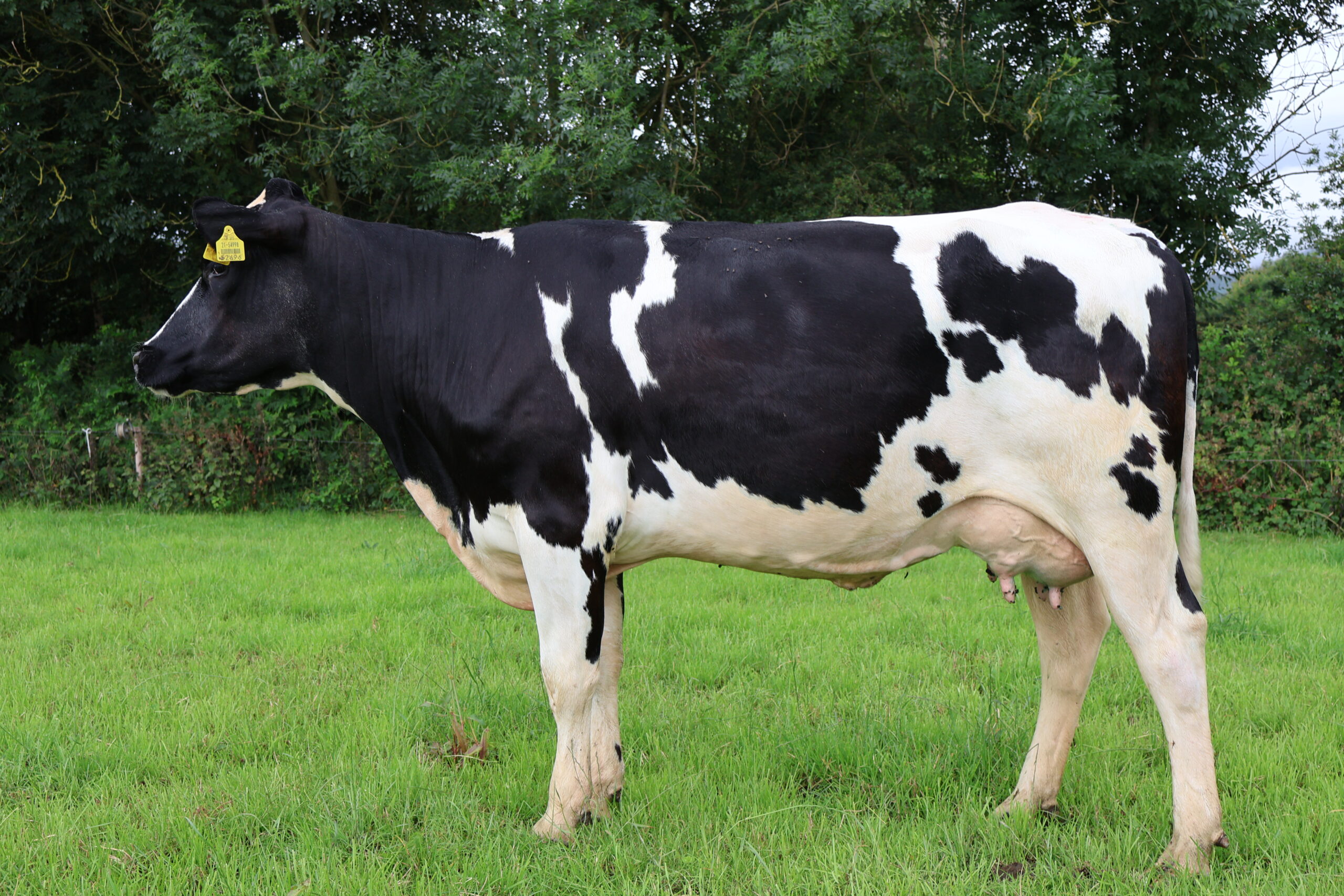 (IG)KILLALOUGH KAOLIN SRM - Progressive Genetics