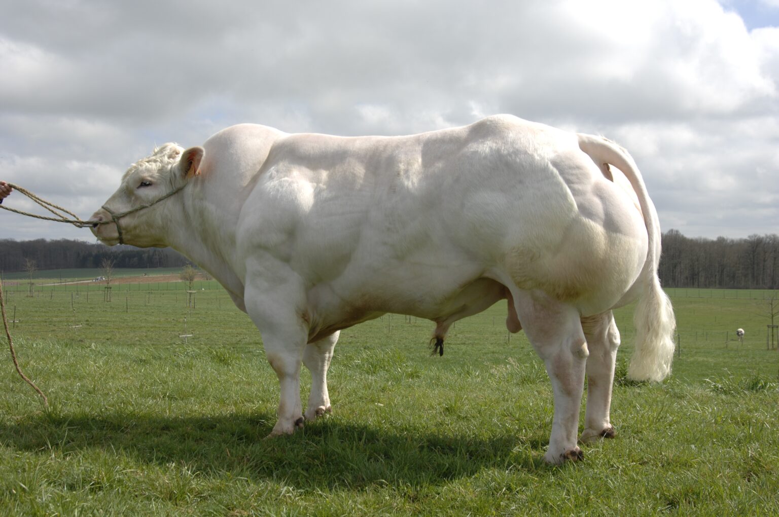 ILOT DU BOUCHELET - Progressive Genetics