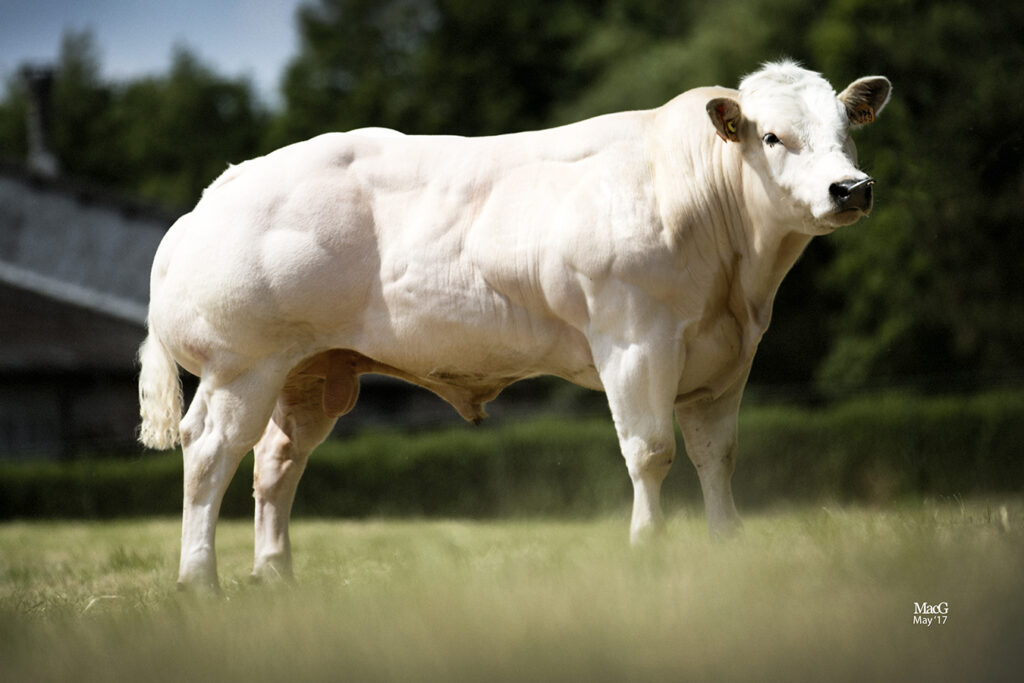Belgian Blue Archives - Progressive Genetics