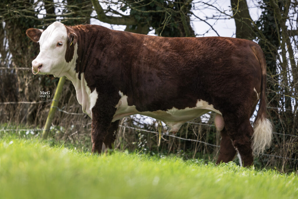 MIDFORD 1 WHIZZBANG - Progressive Genetics
