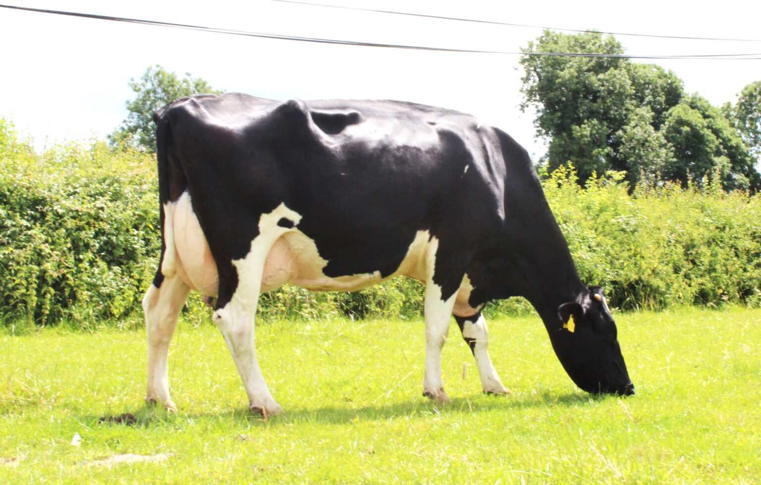 (IG) JOHNSWELL RORY - Progressive Genetics