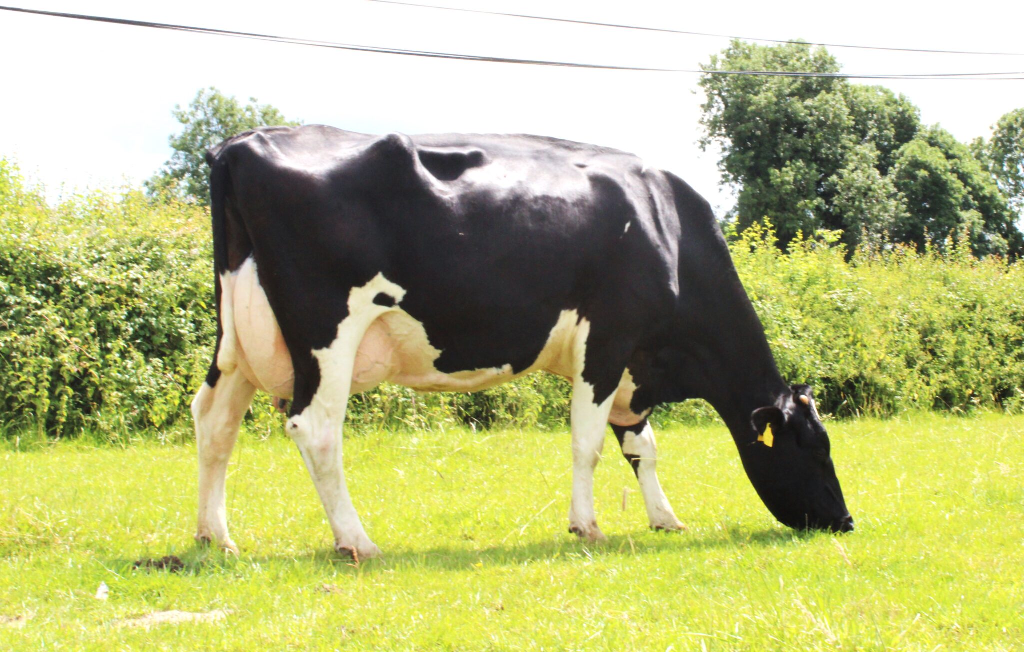 (IG) JOHNSWELL RORY - Progressive Genetics