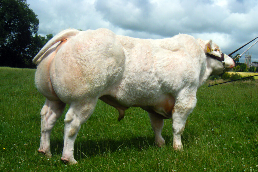 Belgian Blue Archives - Progressive Genetics