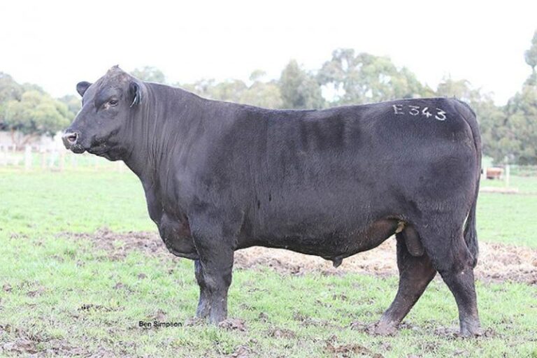 Gabriel Pat 1949 - Progressive Genetics