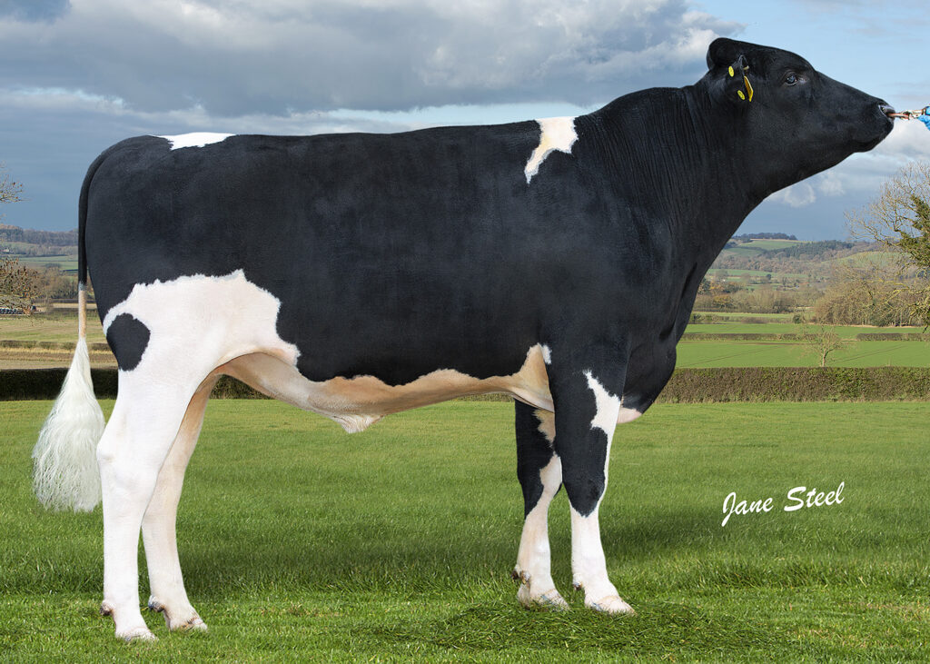 SHORNE TORNADO - Progressive Genetics