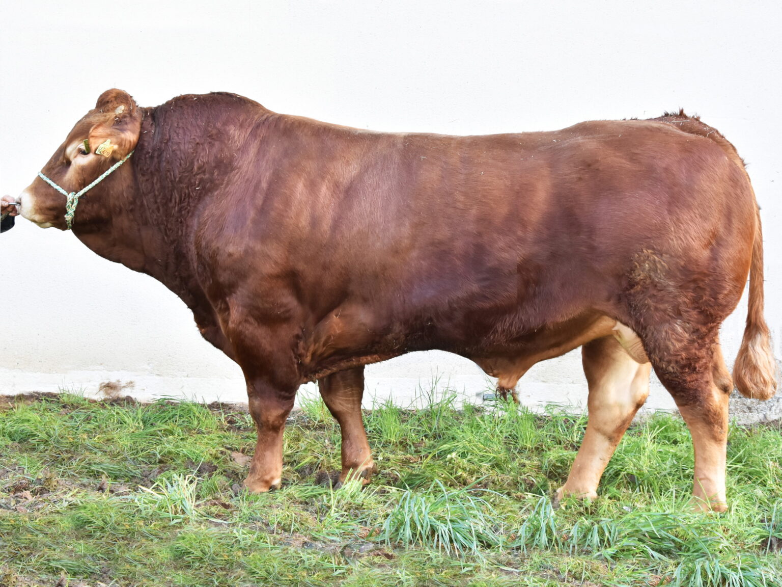 Letiprince - Progressive Genetics