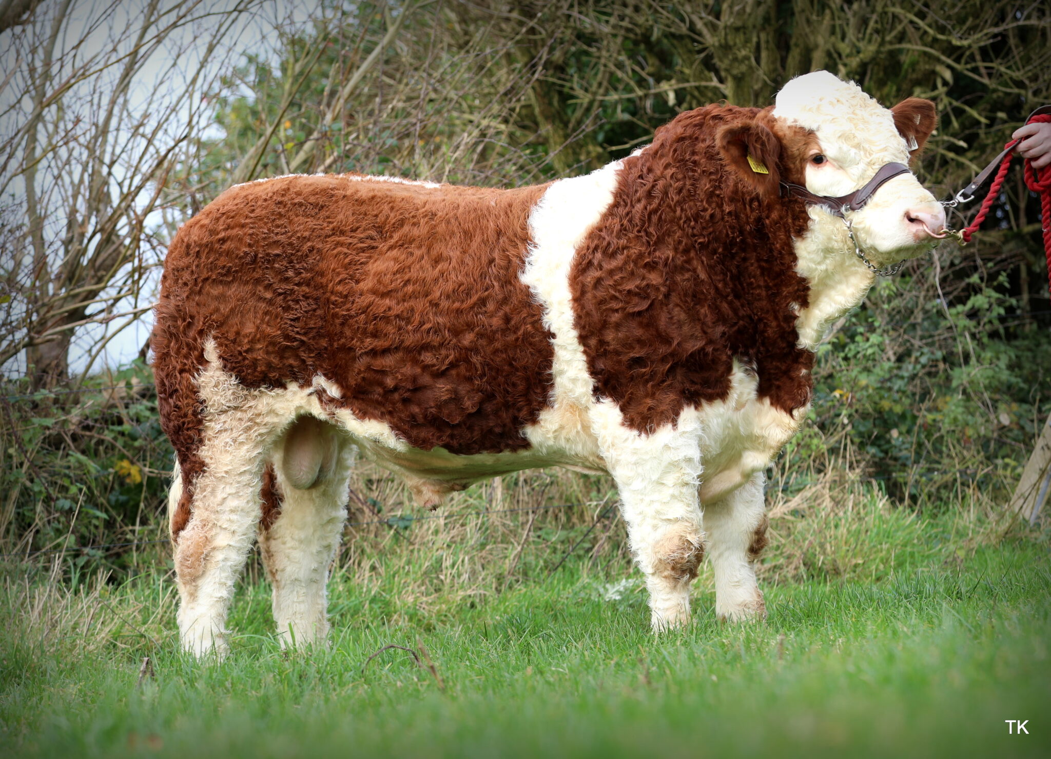 RATHLEE PIRATE - Progressive Genetics