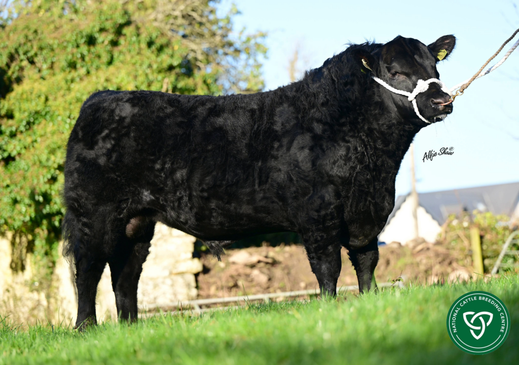 THEGROVE VANDAME - Progressive Genetics