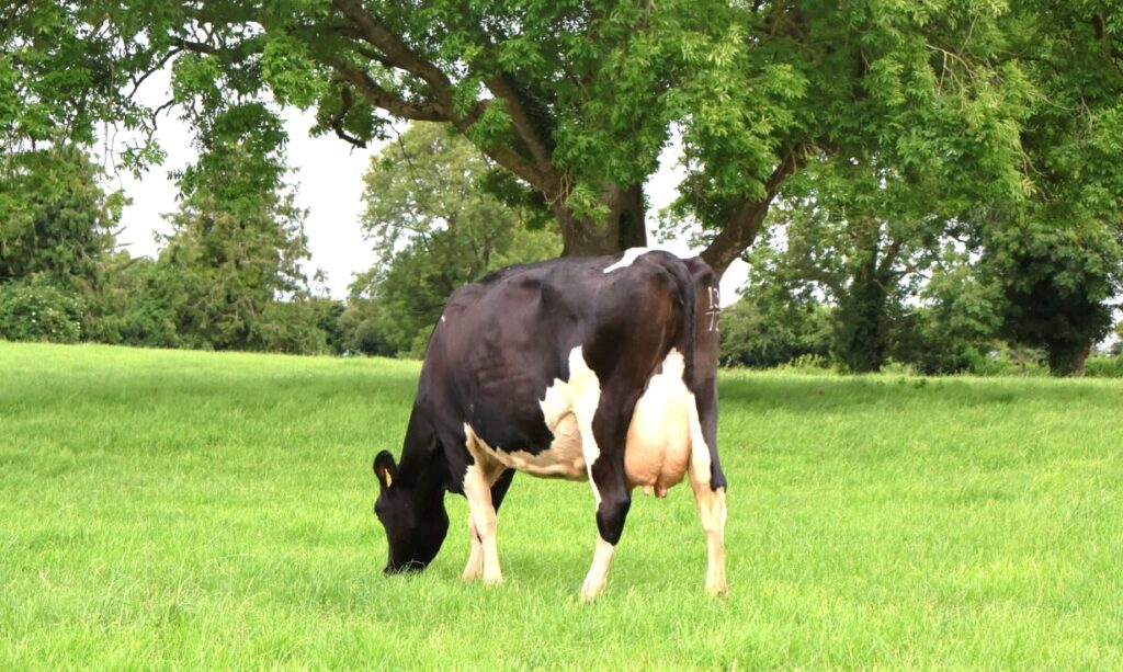 (IG)COGRAN JANZEN SRM - Progressive Genetics