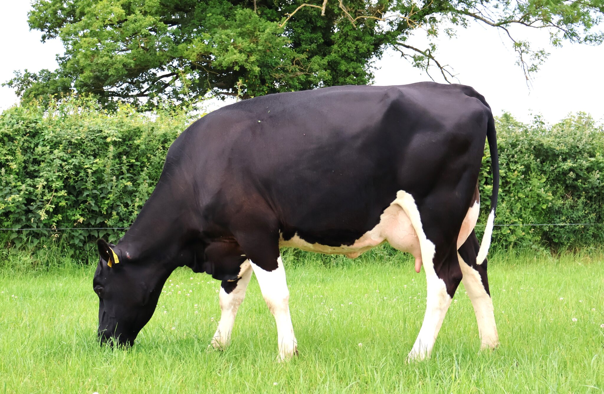 (IG)KILLAVALLA LINESMAN - Progressive Genetics