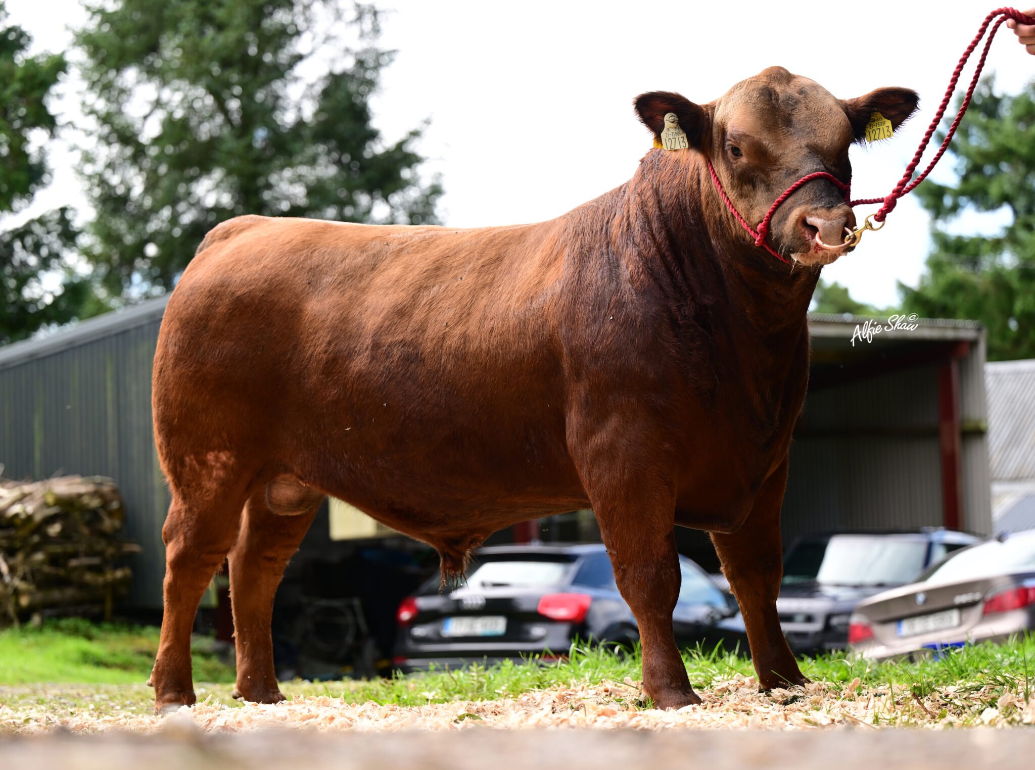 DALRIADA RED ELECTRODE Z713 - Progressive Genetics