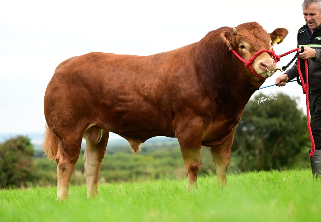 SHANNON SAMURAI - Progressive Genetics