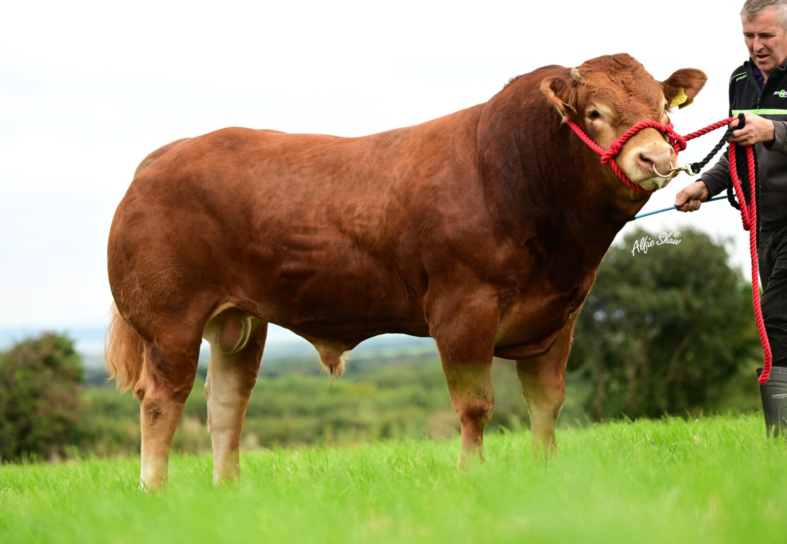 SHANNON SAMURAI - Progressive Genetics