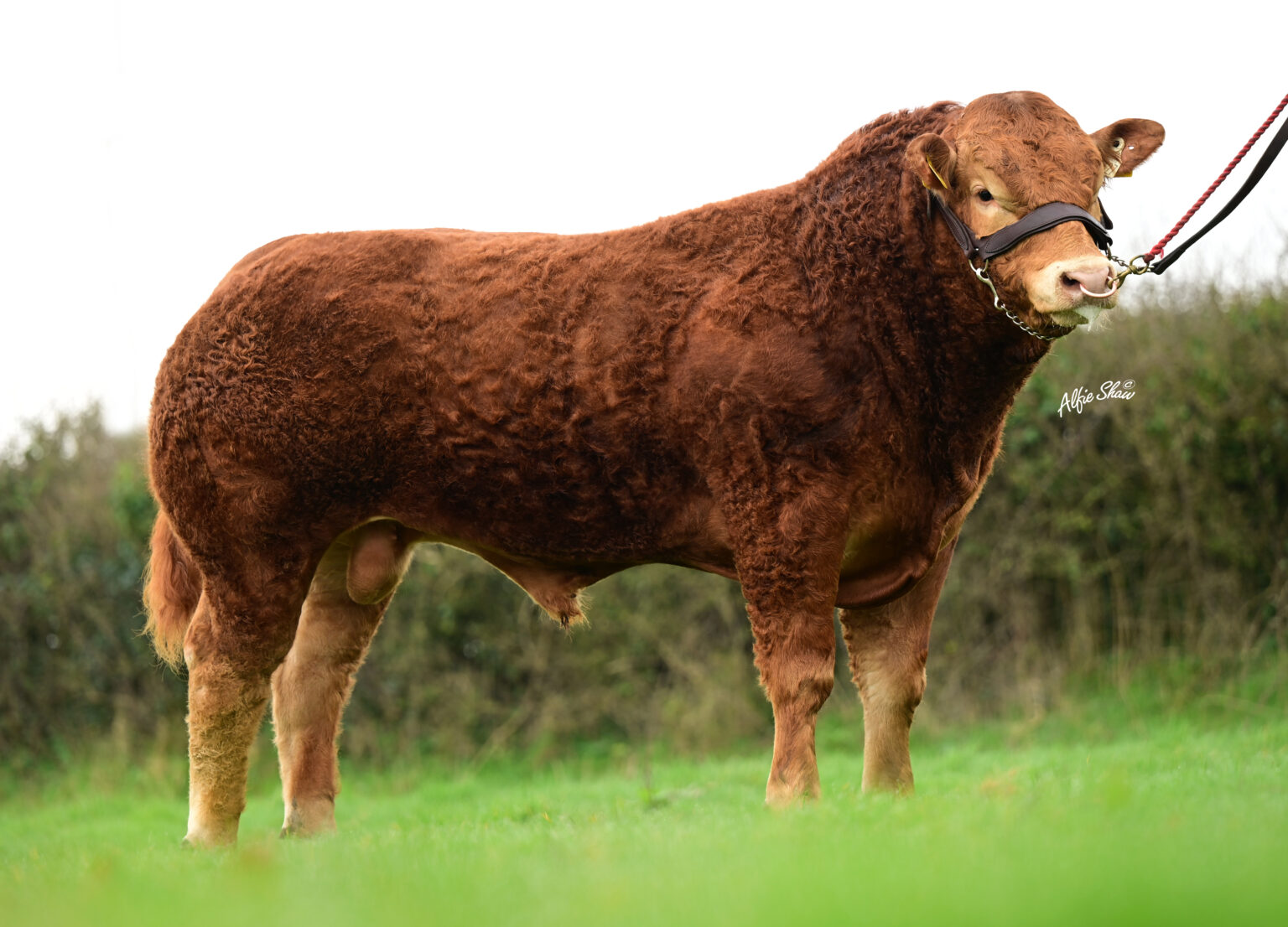 LISNA ULTIMATE - Progressive Genetics