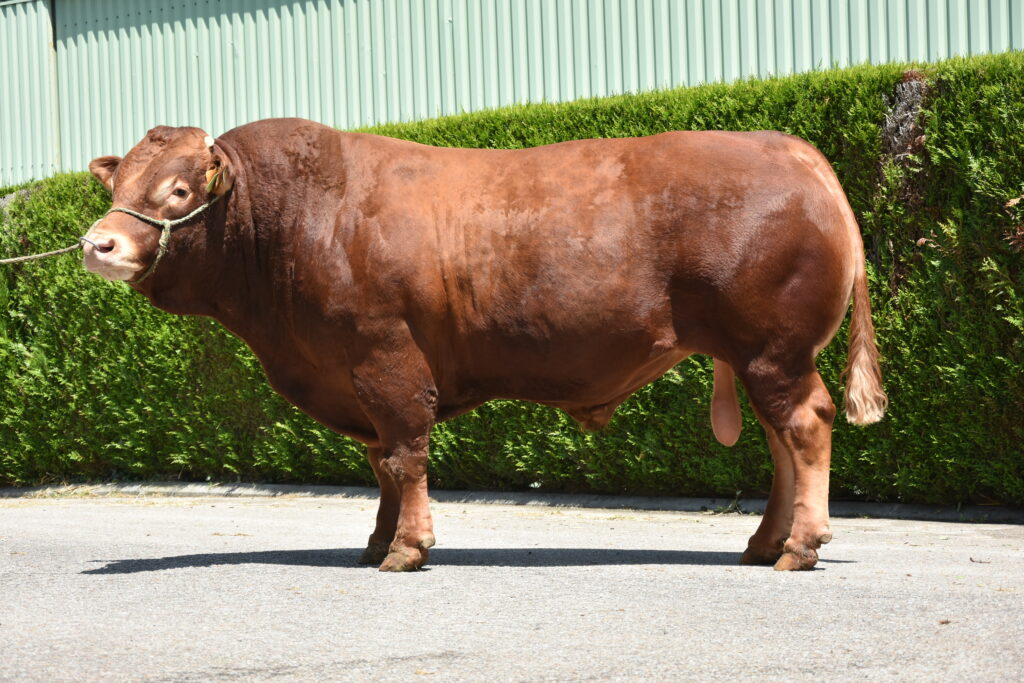 Malijai - Progressive Genetics