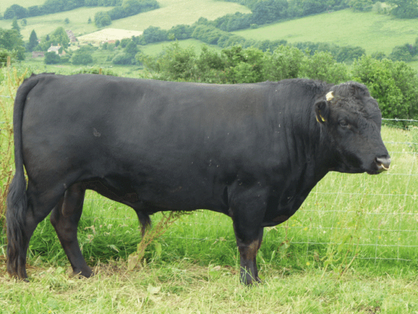 STARGATE ROBIN THE HOOD - Progressive Genetics