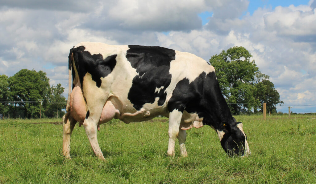 (IG)BUNACLOY FANTASY - Progressive Genetics