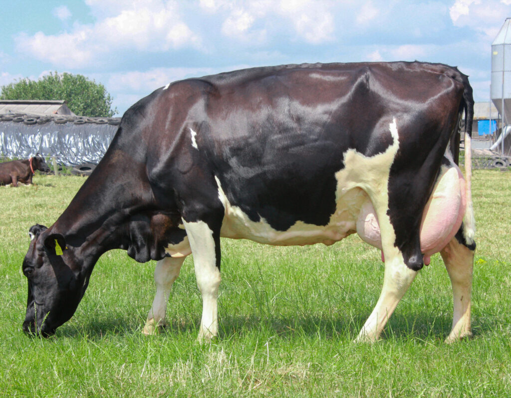 (IG)KNOCKLUCY FRANK - Progressive Genetics