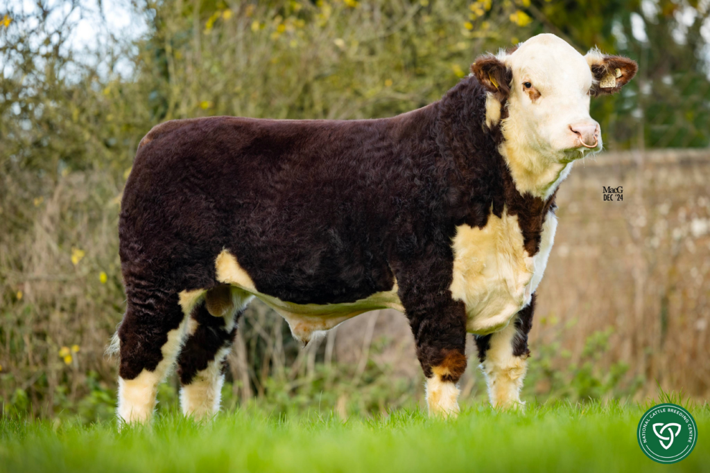 CREGGPARK CHRISSY MC - Progressive Genetics