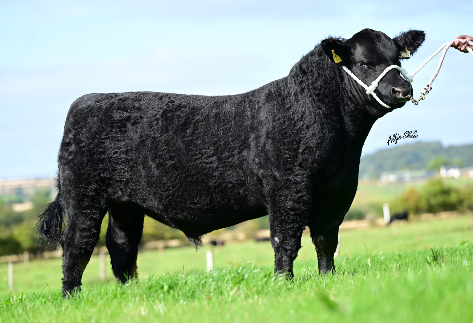 WESTELLEN BUNDI - Progressive Genetics
