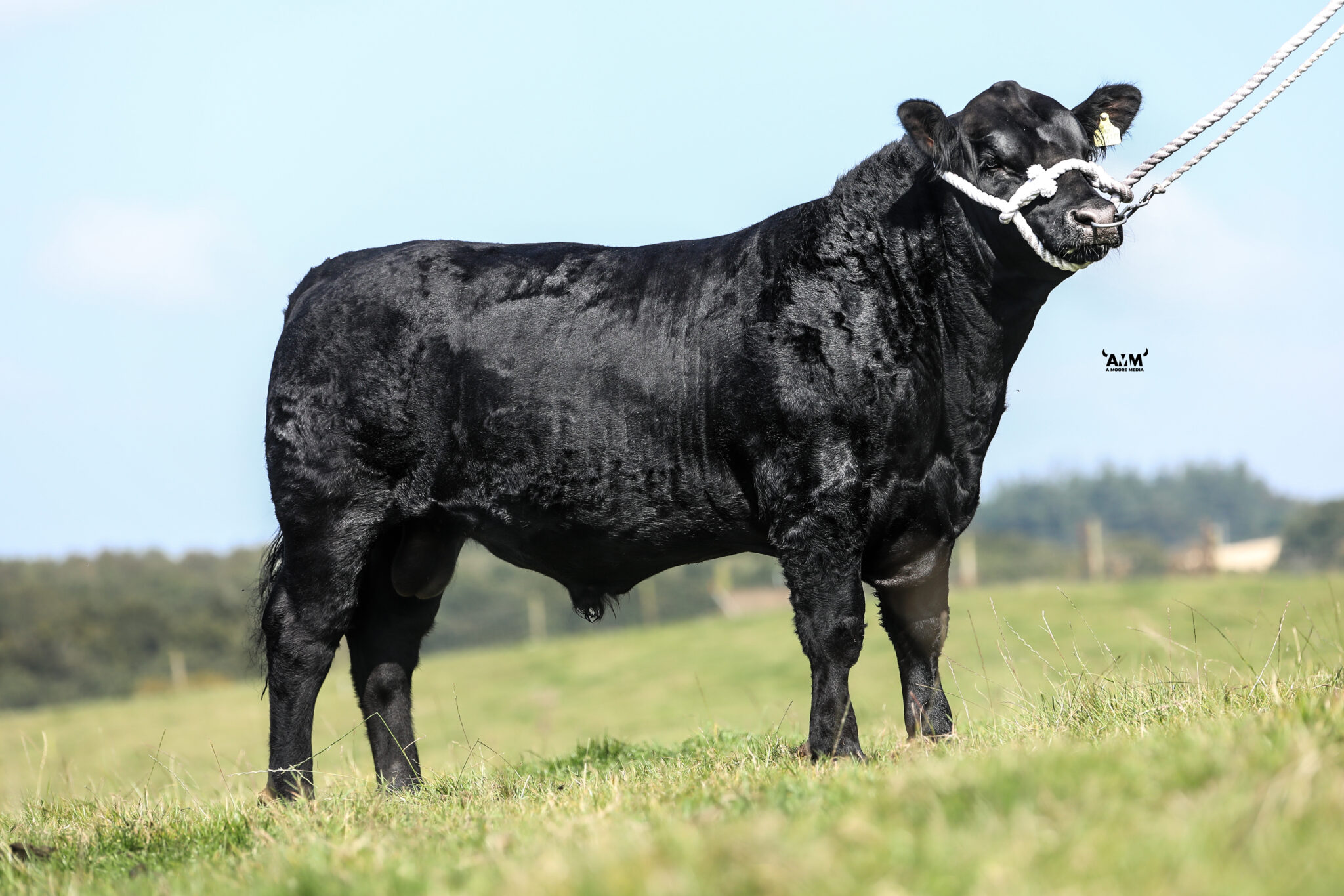 BALLYGANNON MONTE CARLO Z410 - Progressive Genetics