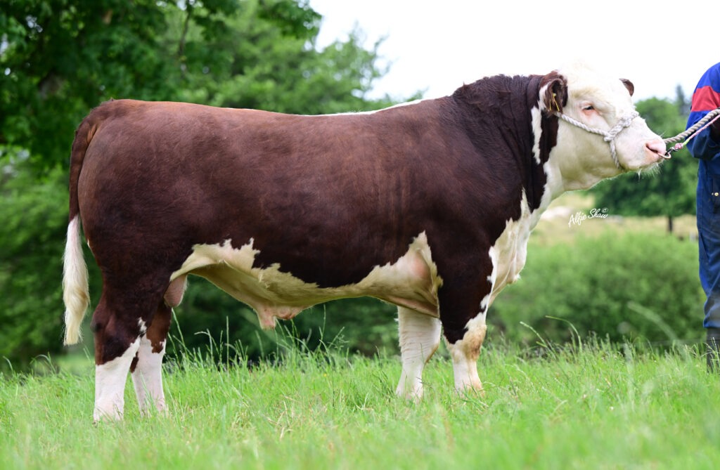 CHESTNUTPOLL 1 HENRY 62 - Progressive Genetics