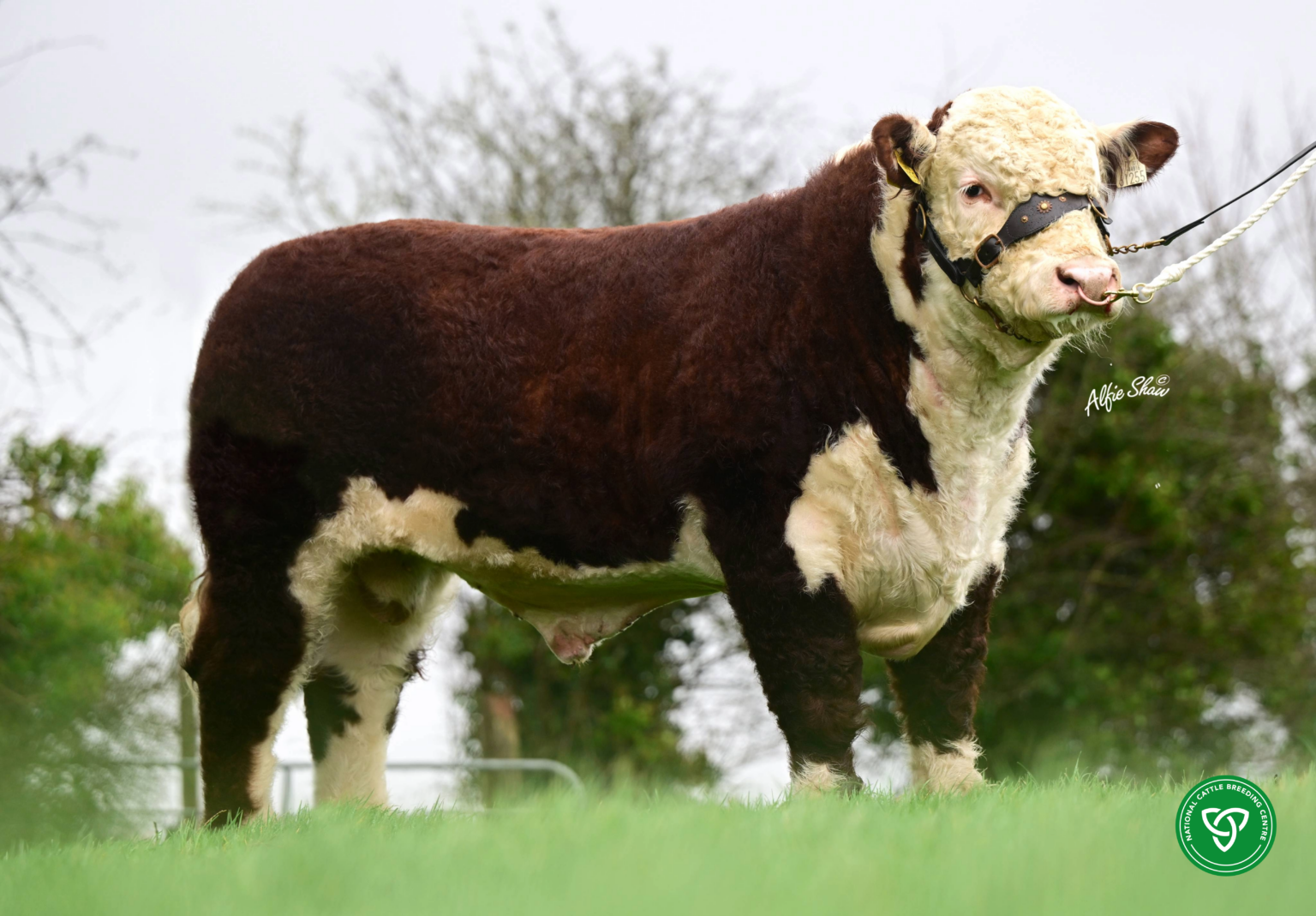 CORLISMORE FELIX - Progressive Genetics