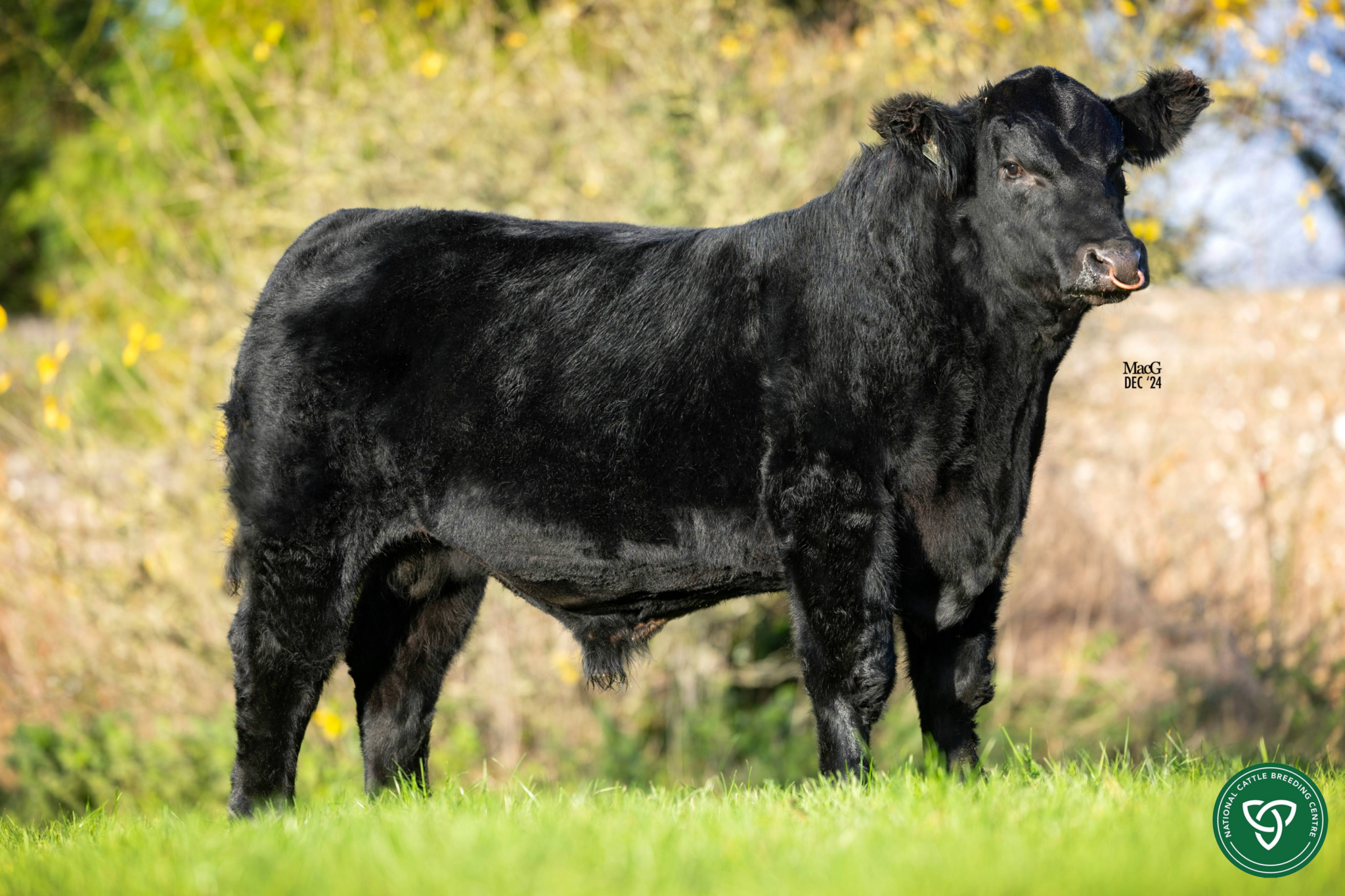 PROHURST EAGLE A020 ET - Progressive Genetics