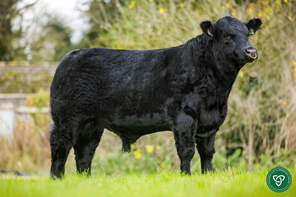 PROHURST EVEREST A018 (ET) - Progressive Genetics