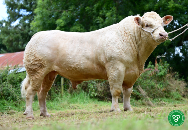 TAMARIN - Progressive Genetics