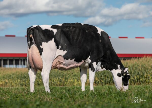 COMESTAR LEMAGIC - Progressive Genetics