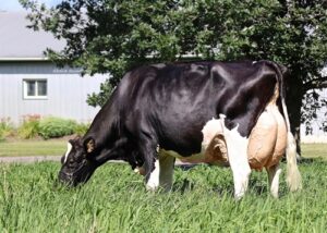PROGENESIS AMBROSE - Progressive Genetics