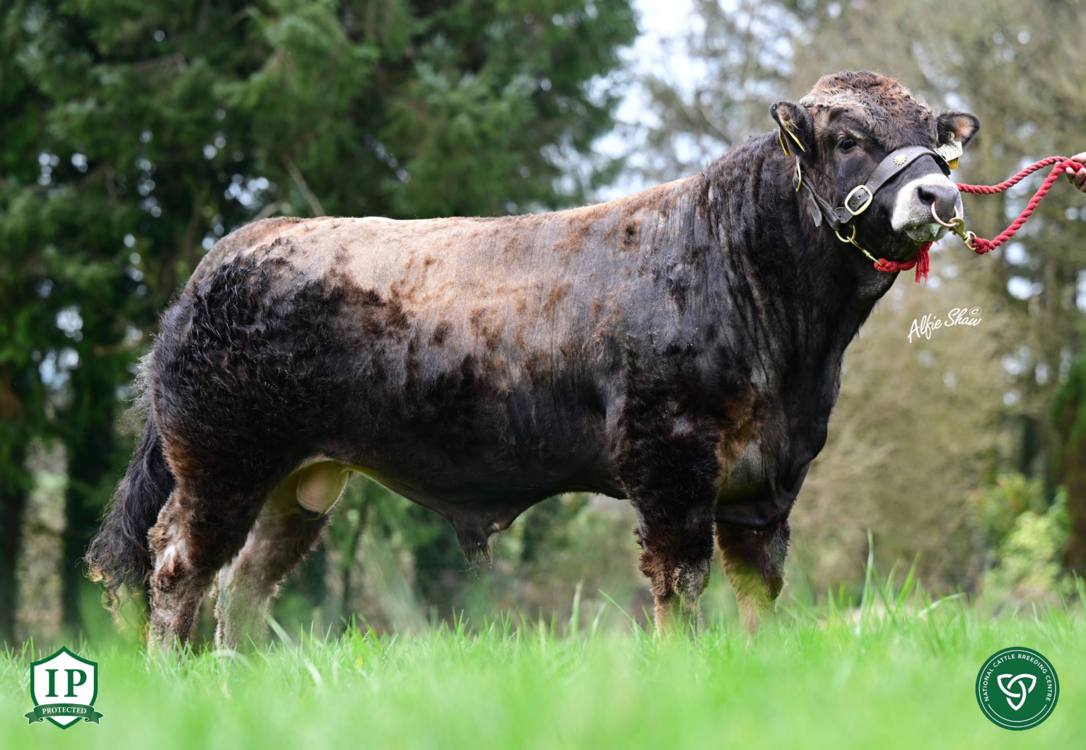 DEERPARK ULTRA - Progressive Genetics