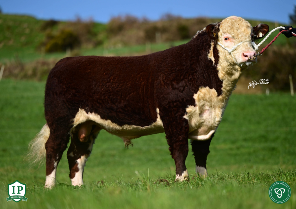 KINGSGROVEPOLL 1 ZEBO PP - Progressive Genetics