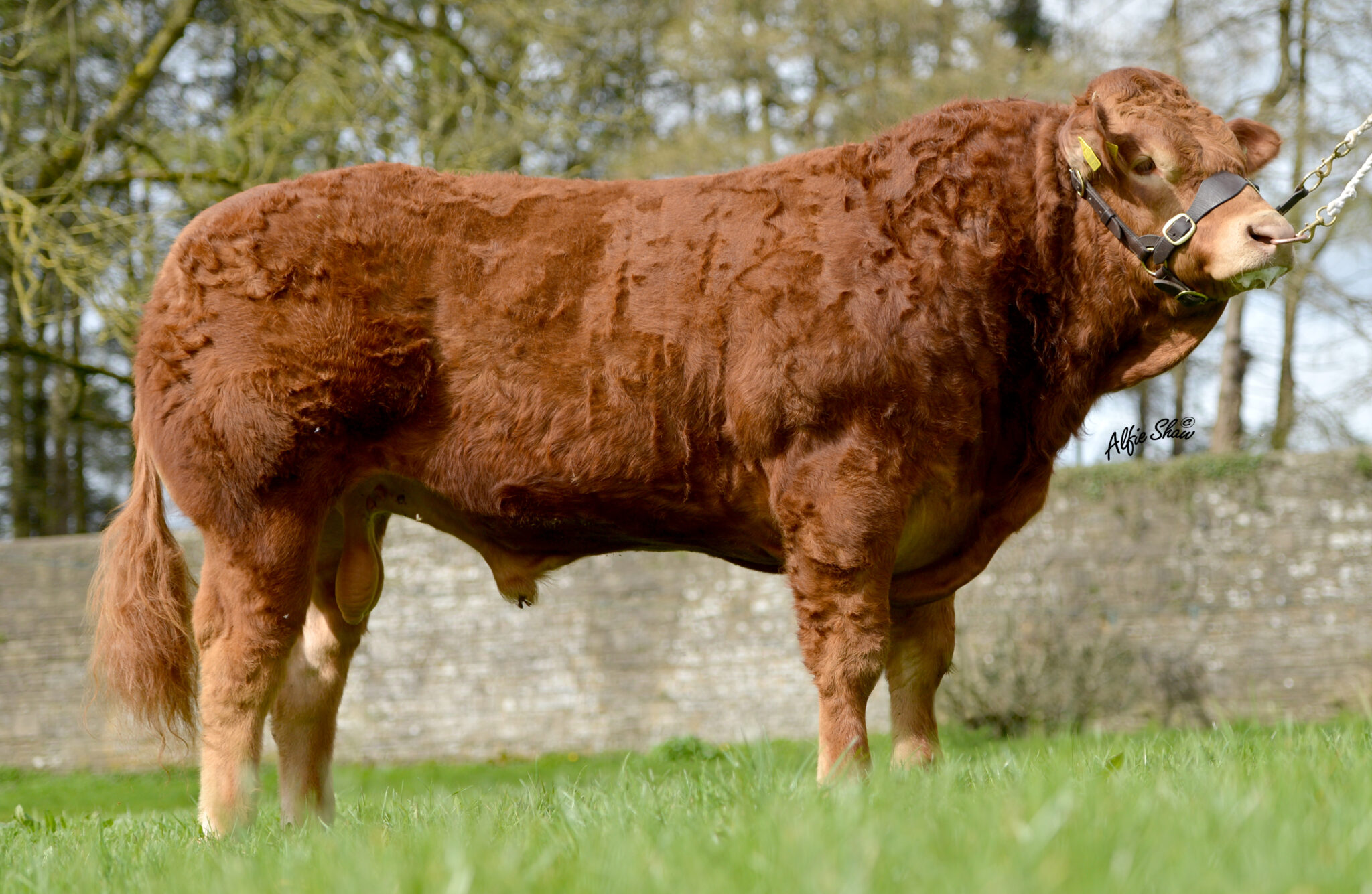 KELTIC HANDSOME - Progressive Genetics