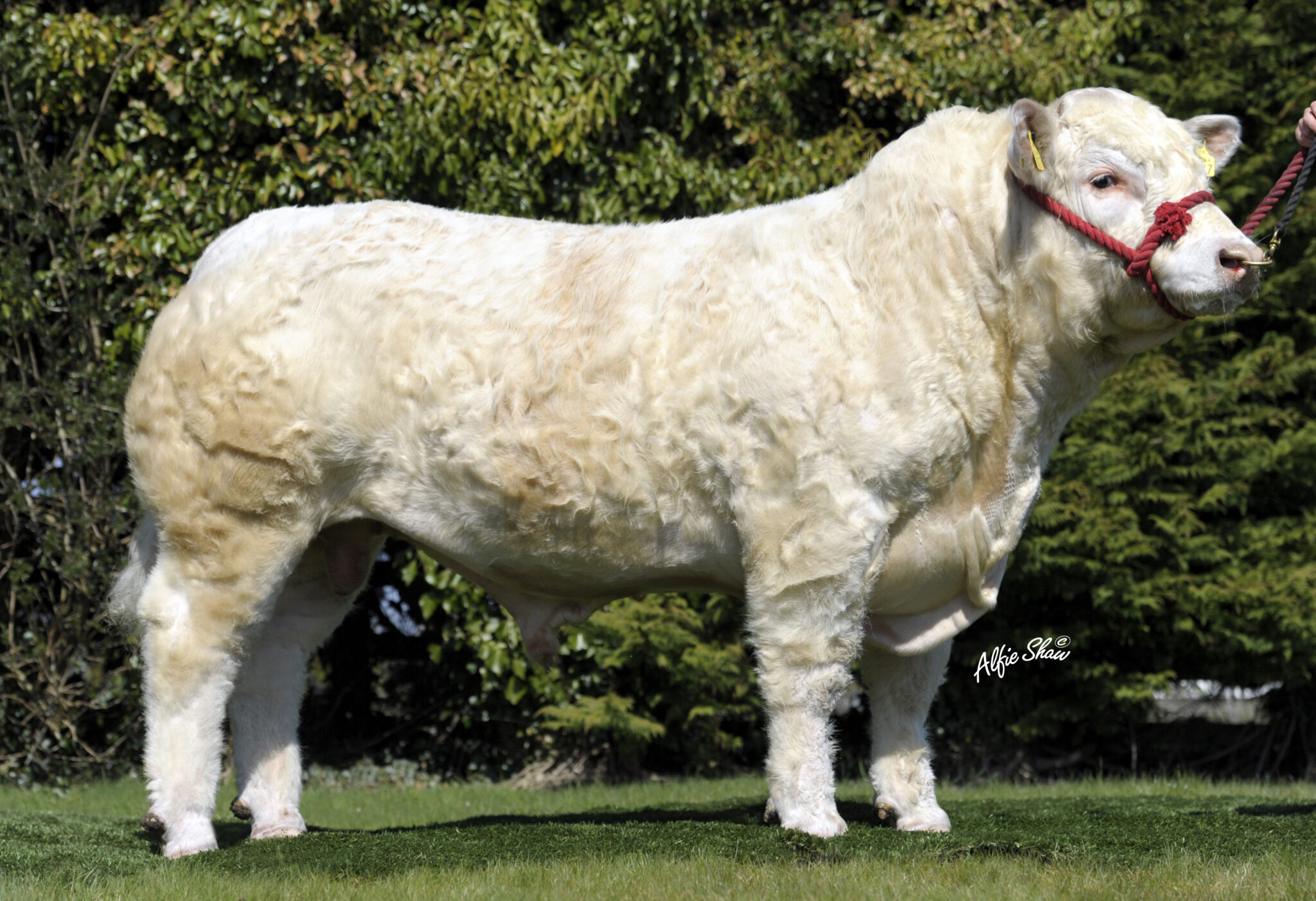 LISNAGRE ELITE (ET) - Progressive Genetics