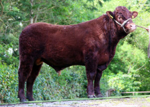 HIGHFIELD ODRAN - Progressive Genetics