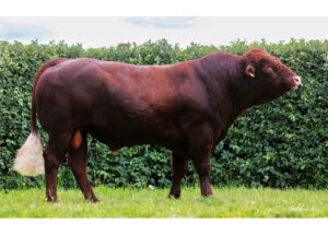 ONLY PP GD - Progressive Genetics